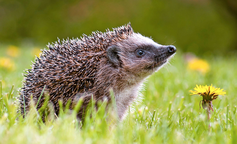 Igel Igel